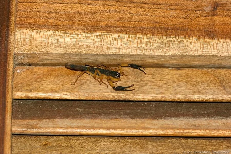 Costa Rica Bugs & Insects You May Encounter (and What to Do ...