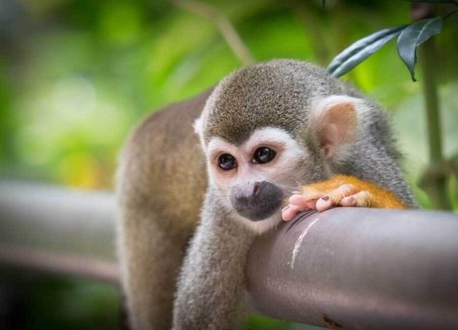 All About Monkeys in Costa Rica (Turn Up the Volume!) — Travlinmad Slow ...