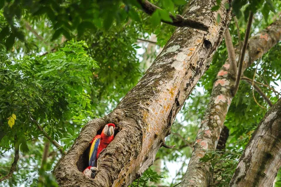 The Osa Peninsula in Costa Rica: Wild Fun For Nature Lovers ...