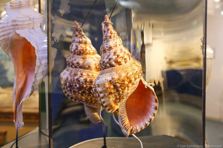 The Sanibel Shell Museum: Shellebrating the Mollusk is Cool for Kids ...