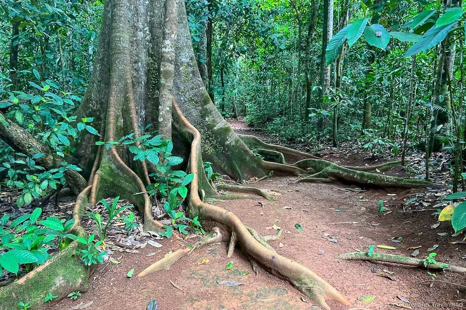 The Osa Peninsula in Costa Rica: Wild Fun For Nature Lovers ...