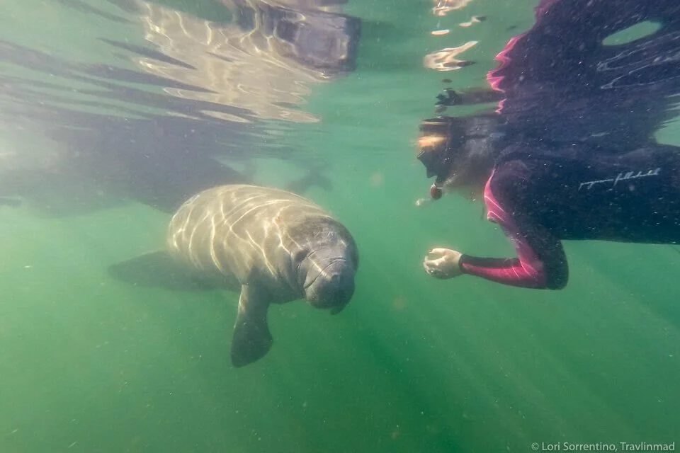 Manatee Bumps Into Glass