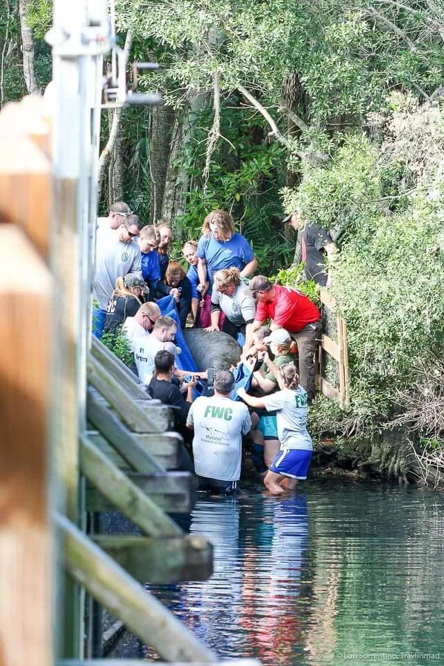Homosassa Springs Wildlife State Park: The Wild Side of Florida’s ...