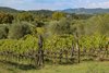 At Pacina, An Old Soul Lets Mother Nature Craft Their Organic Wine ...