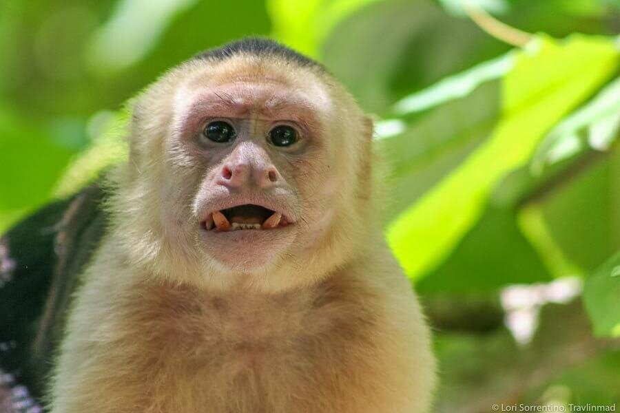 Costa Rica Wildlife: Where to See These 19 Animals in the Wild ...