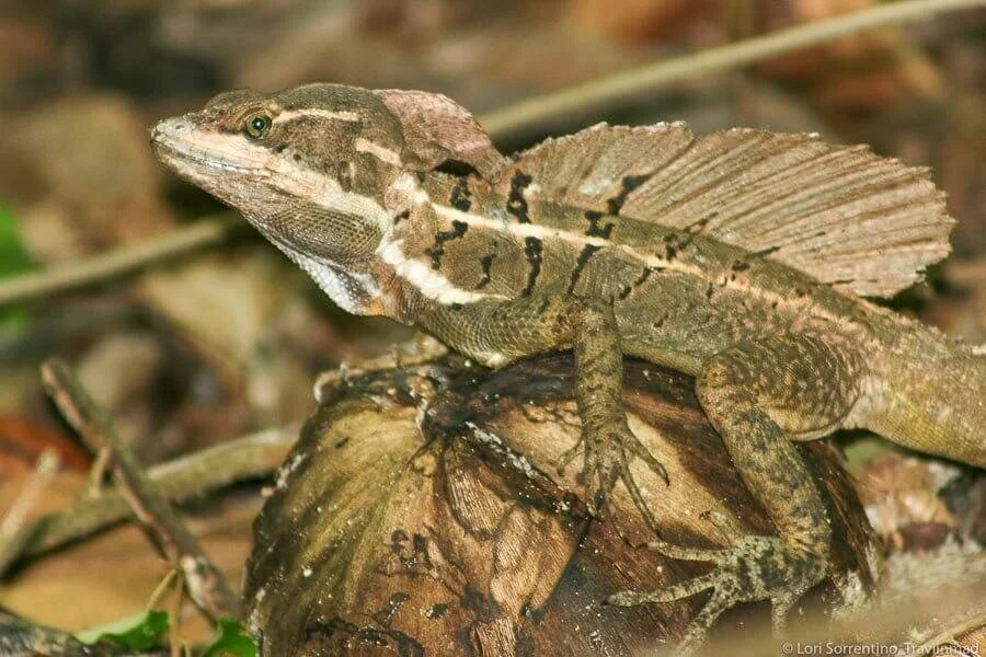 Costa Rica Wildlife: Where to See These 19 Animals in the Wild ...