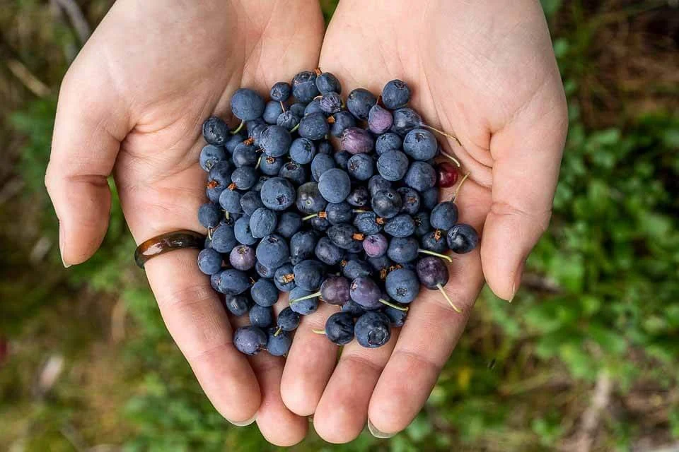 Pissah! 14 Tasty Maine Food Specialties You Have to Try — Travlinmad ...
