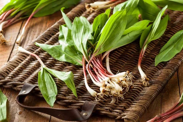Pissah! 14 Tasty Maine Food Specialties You Have to Try — Travlinmad ...