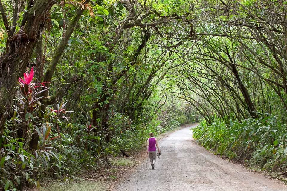 The Osa Peninsula in Costa Rica: Wild Fun For Nature Lovers ...