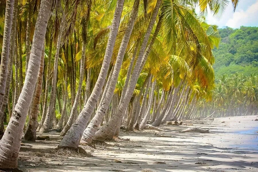 Costa Rica Wildlife: Where to See These 19 Animals in the Wild ...