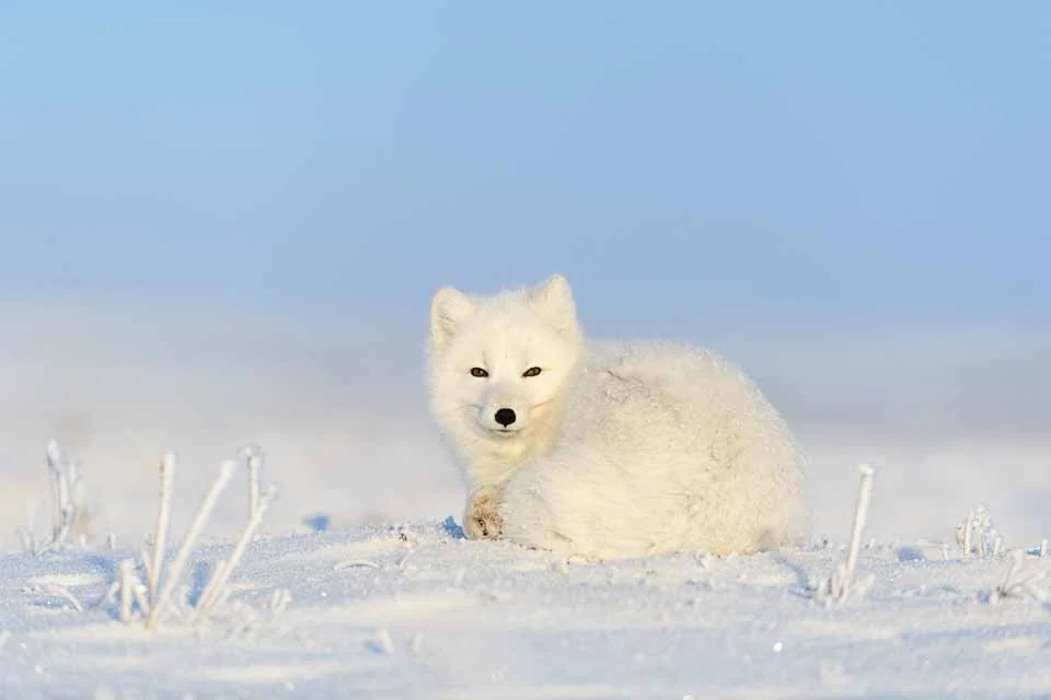 See Wildlife in Iceland (in the Wild) on This Epic 10 Day Road Trip ...