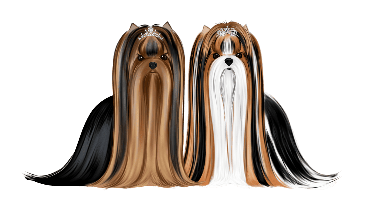 Exceptional Quality Yorkie Puppies | Yampa Valley Yorkies