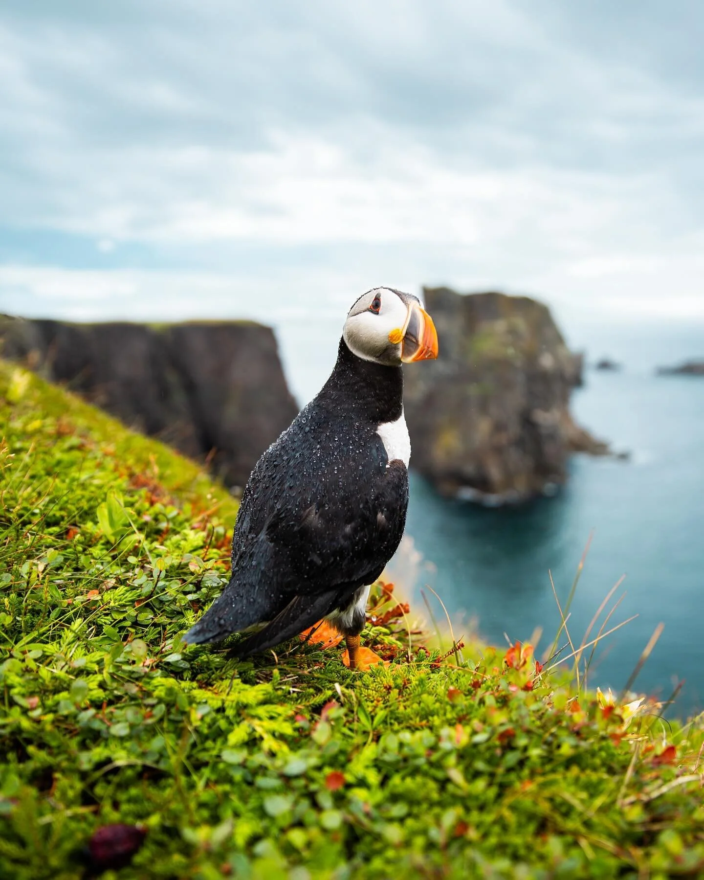 About — Tom Cochrane Photo - Newfoundland Photographer and Videographer