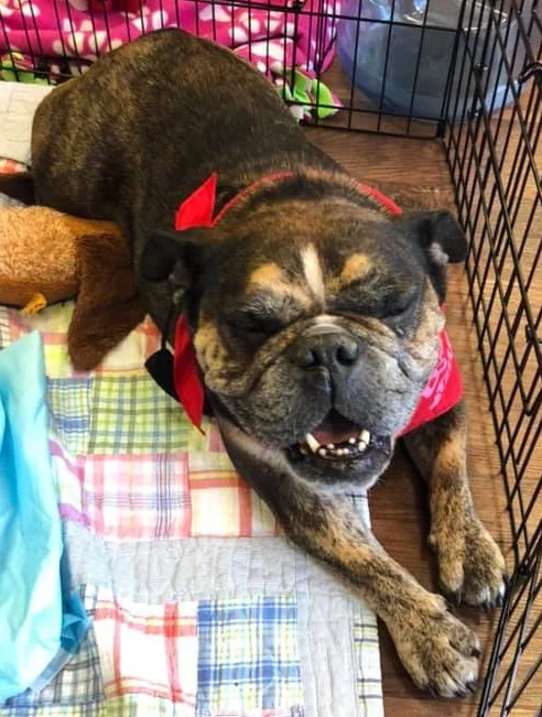 Adoption Events — Ruff Dog Rescue