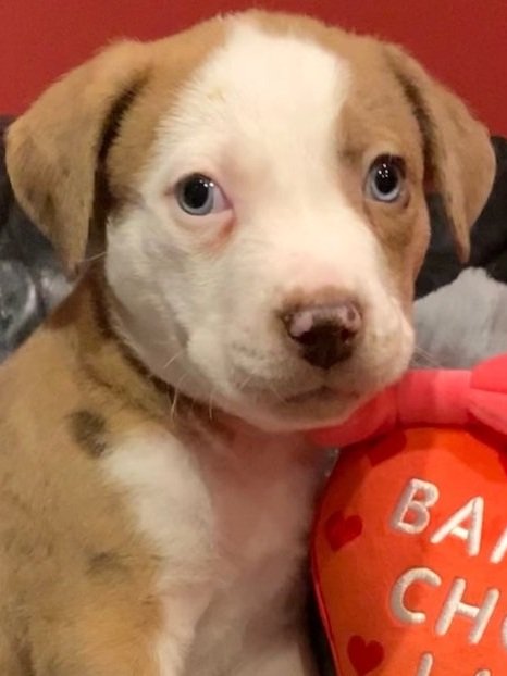 Adoption Events — Ruff Dog Rescue