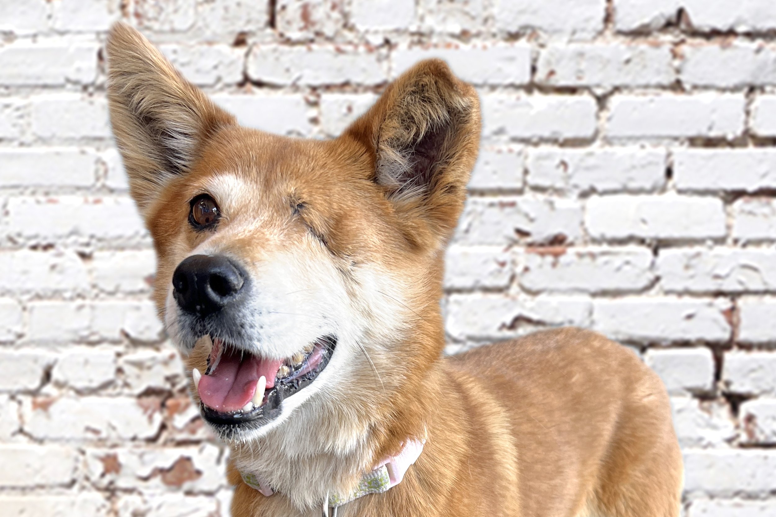 I.C.A.R.E. Dog Rescue