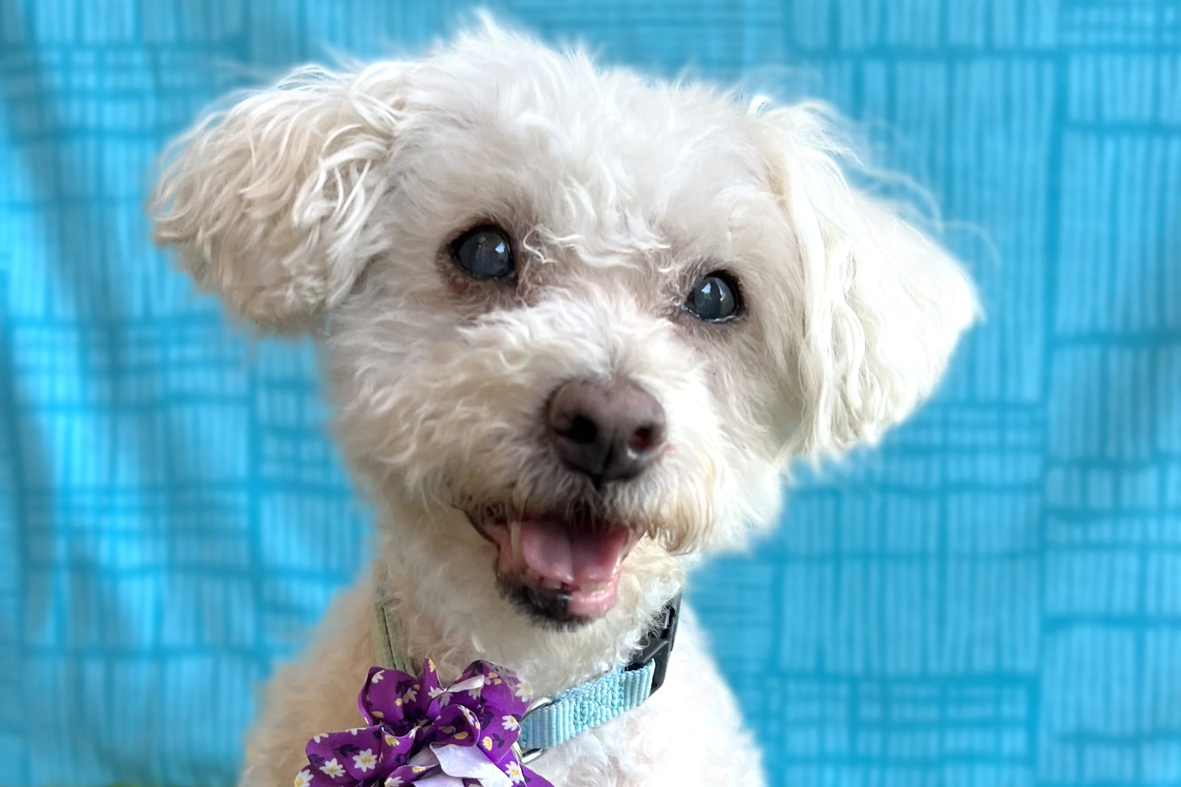 I.C.A.R.E. Dog Rescue