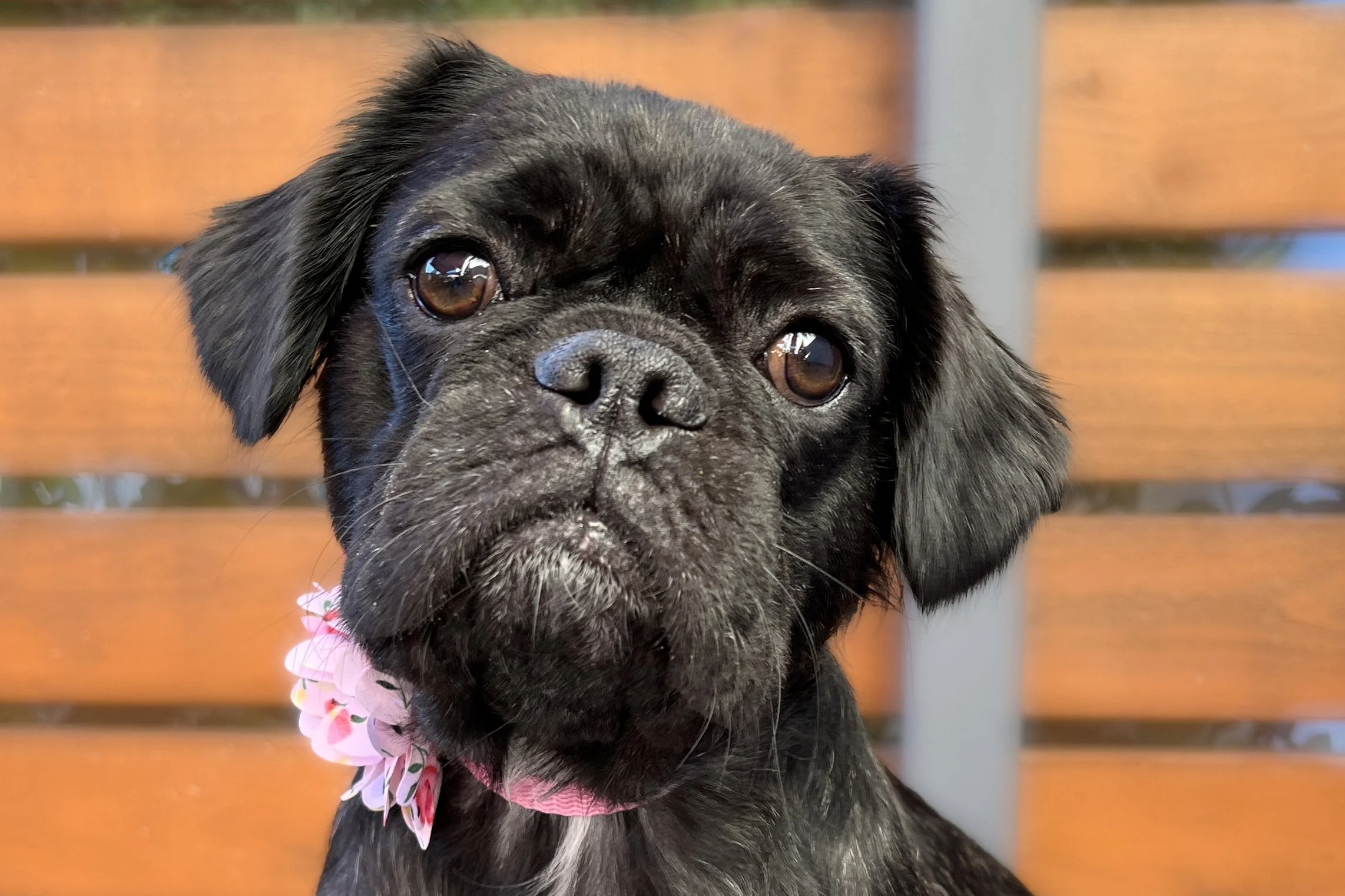 I.C.A.R.E. Dog Rescue