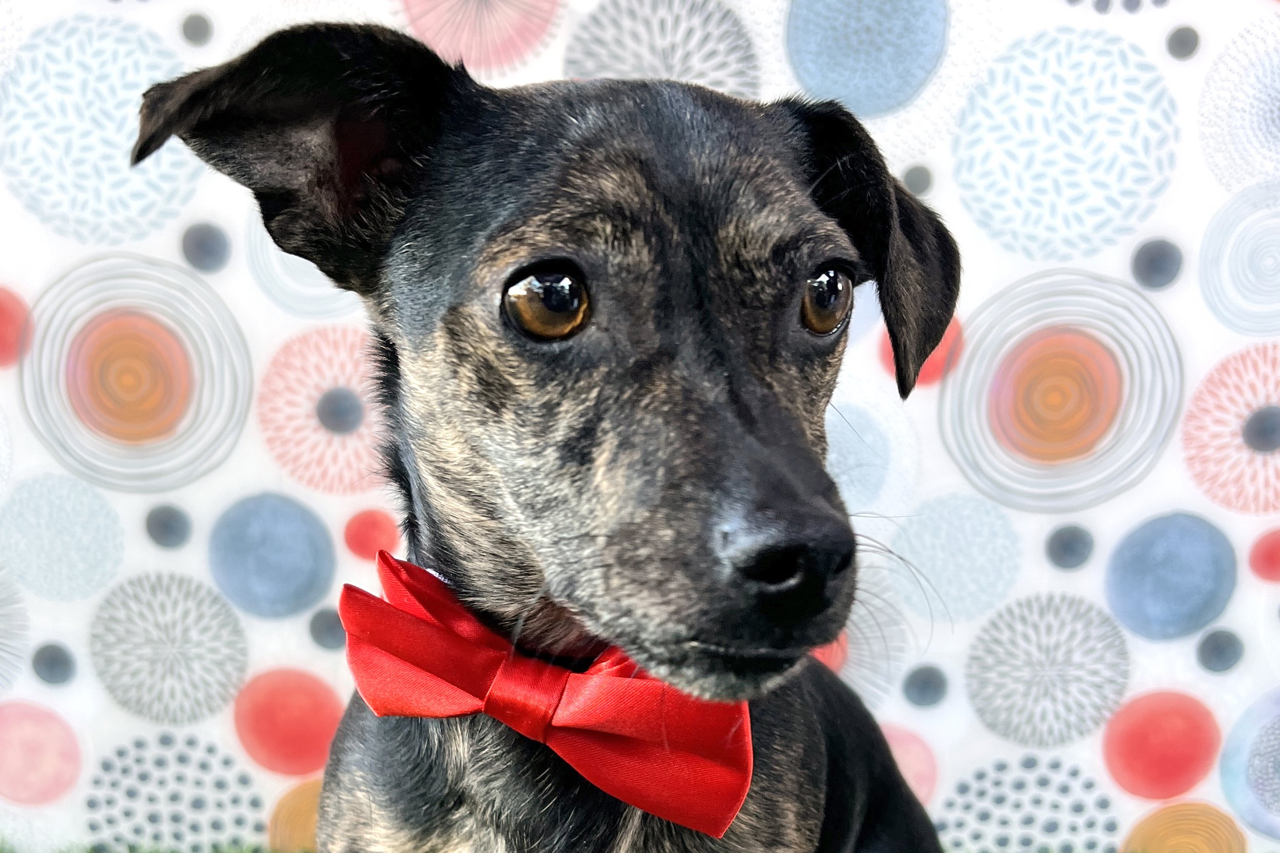 I.C.A.R.E. Dog Rescue