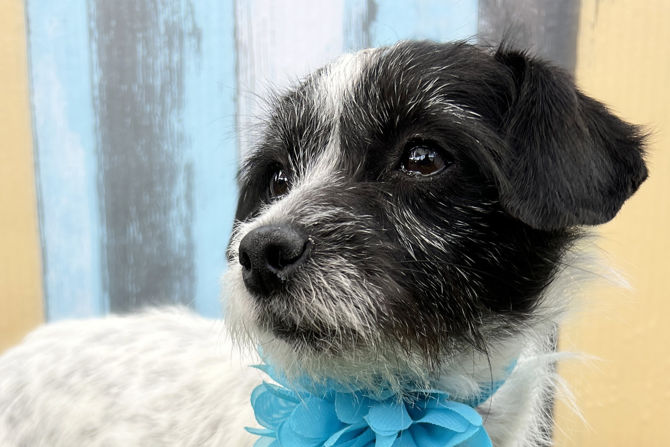 I.C.A.R.E. Dog Rescue