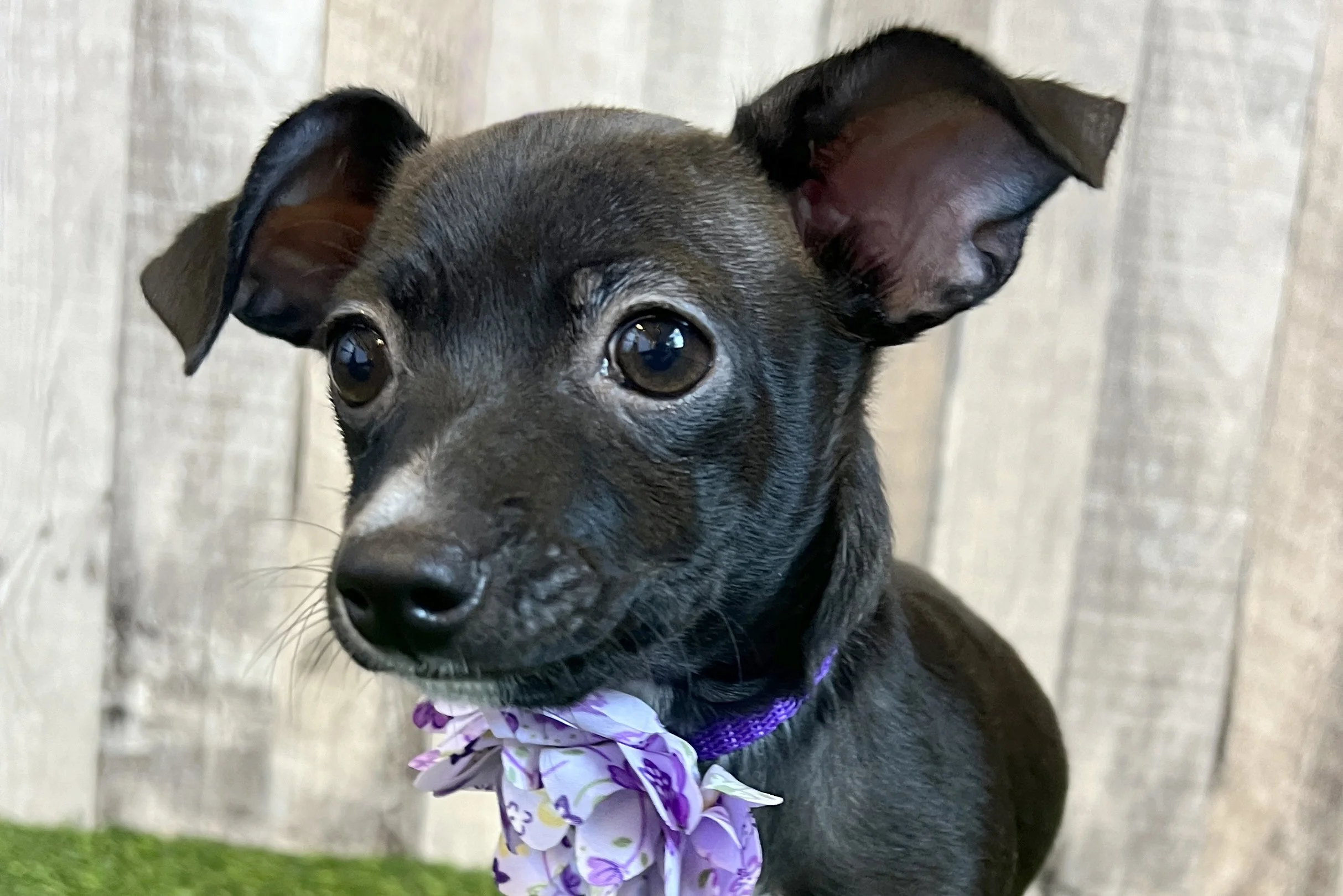 I.C.A.R.E. Dog Rescue