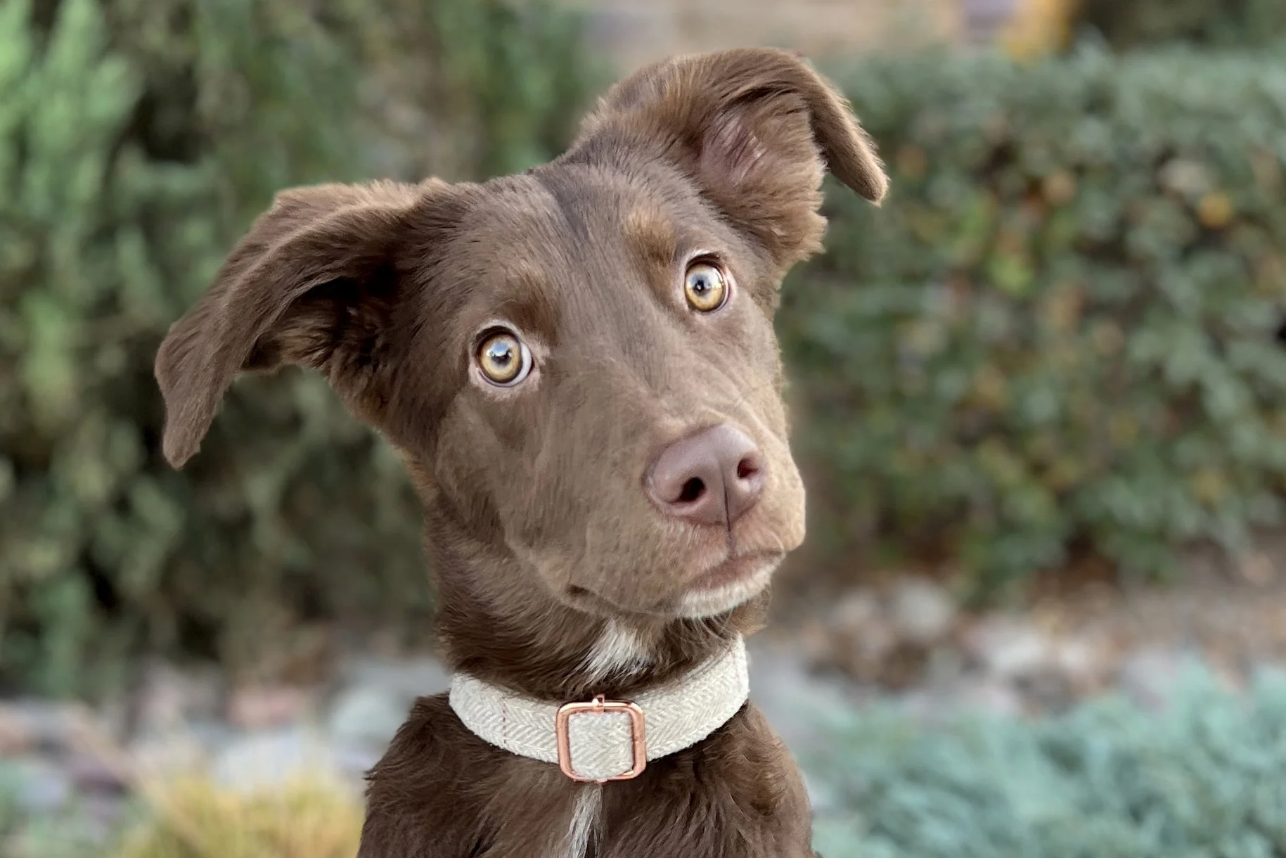 I.C.A.R.E. Dog Rescue