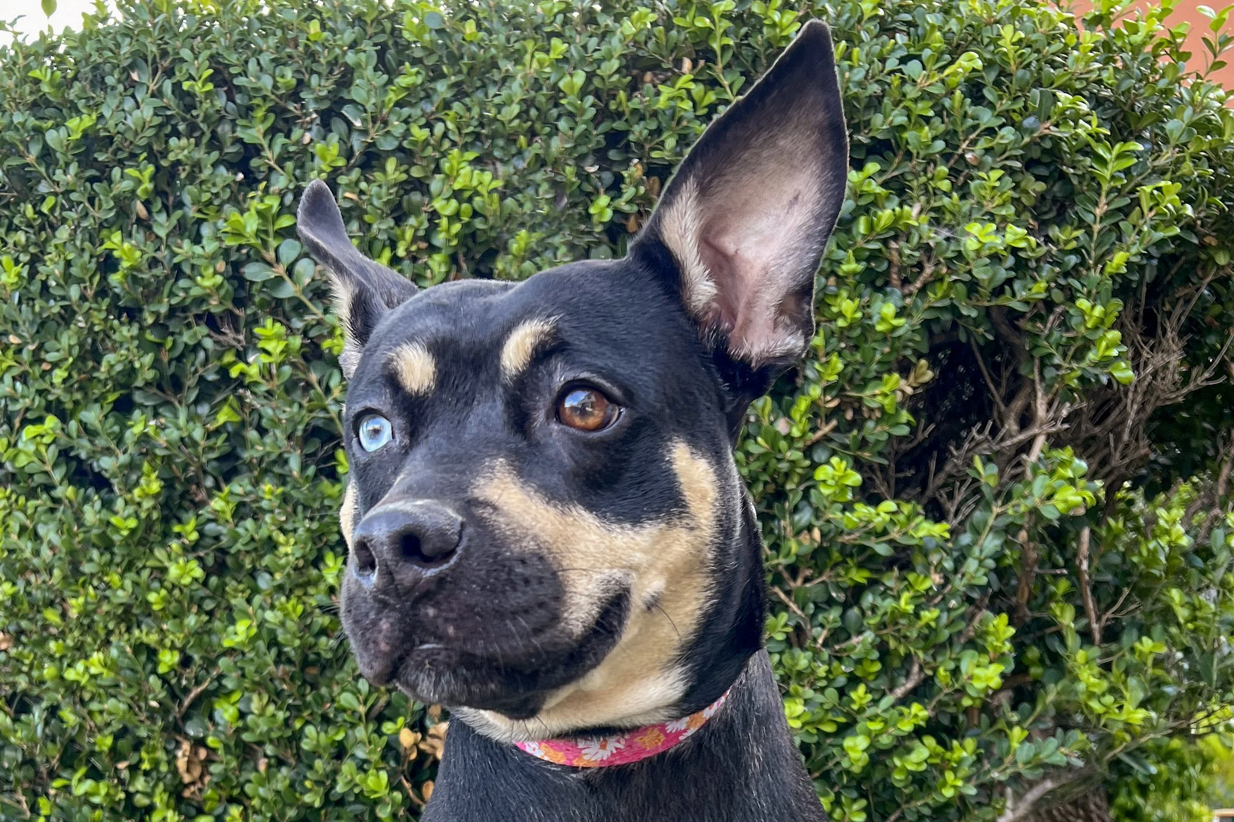 I.C.A.R.E. Dog Rescue