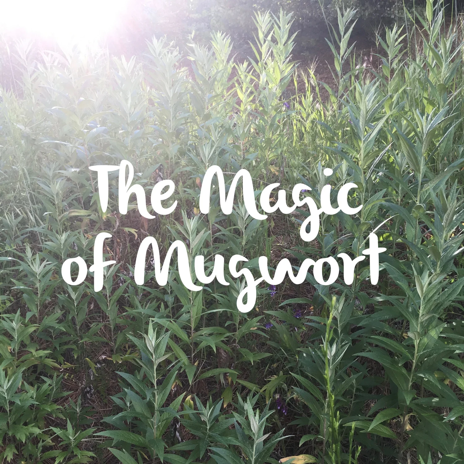 The Magic of Mugwort — Mythic Medicine
