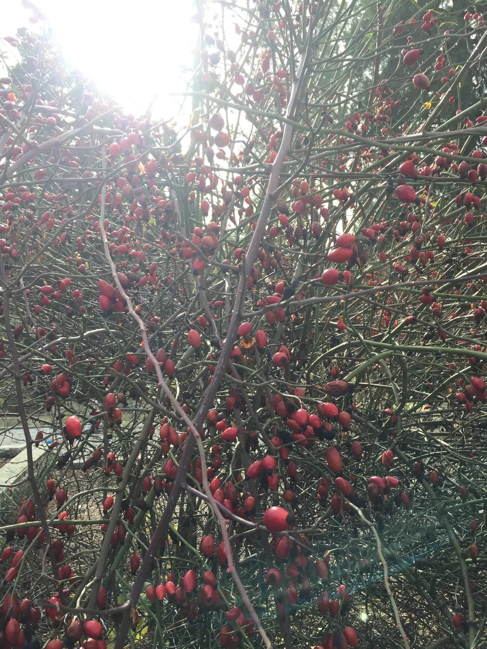 Rose: Queen of the Flowers (& Teacher of Self Love, Boundaries, and the ...