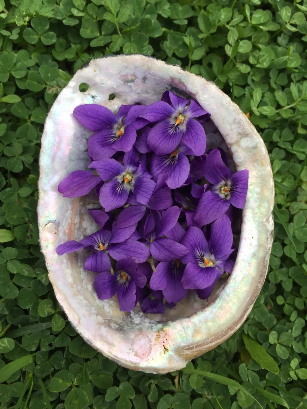 Violet: Gentle Nourishment from the Ground Up — Mythic Medicine