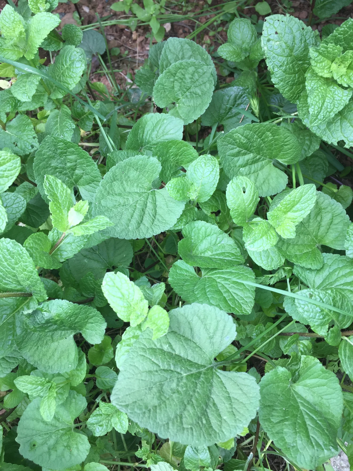 Violet: Gentle Nourishment from the Ground Up — Mythic Medicine