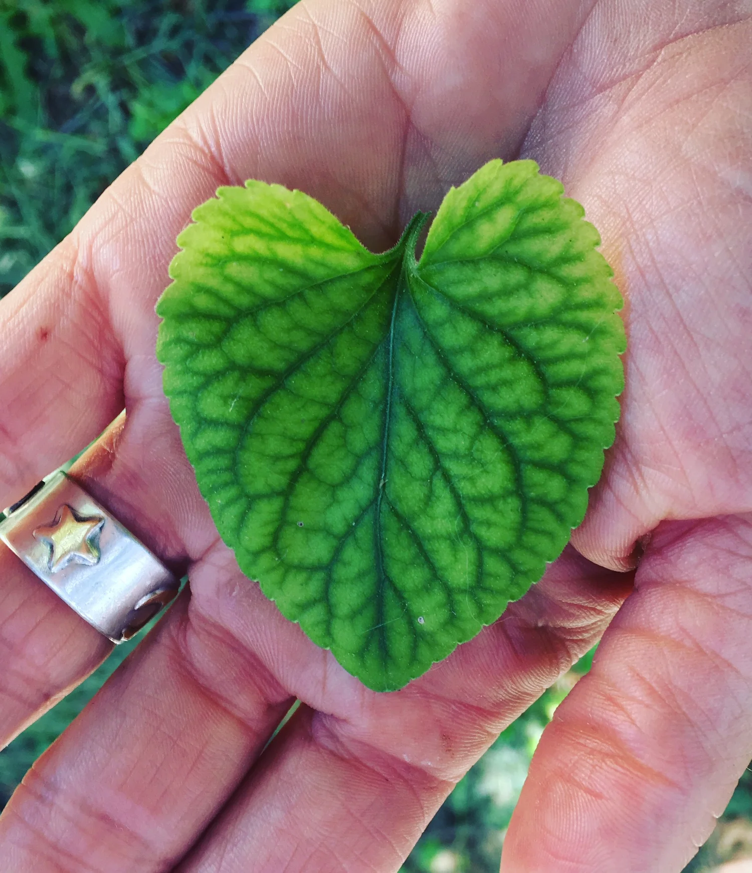 Violet: Gentle Nourishment from the Ground Up — Mythic Medicine