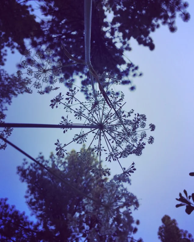 Angelica: Mama Bear of the Spirit Realm — Mythic Medicine