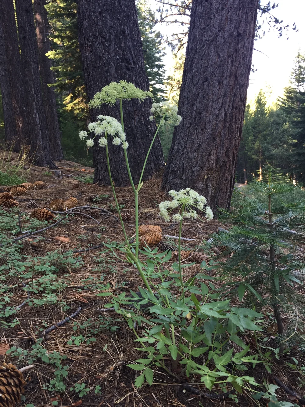 Angelica: Mama Bear of the Spirit Realm — Mythic Medicine