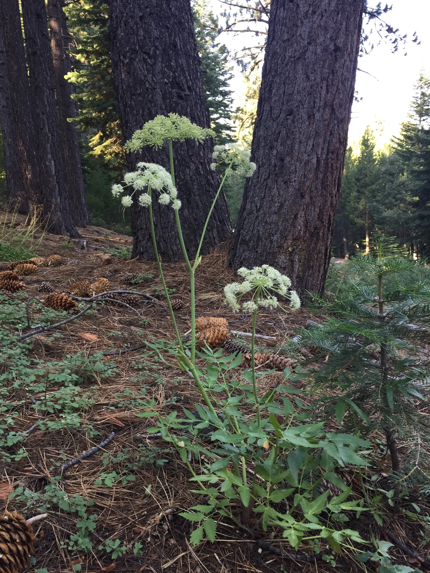 Angelica: Mama Bear of the Spirit Realm — Mythic Medicine