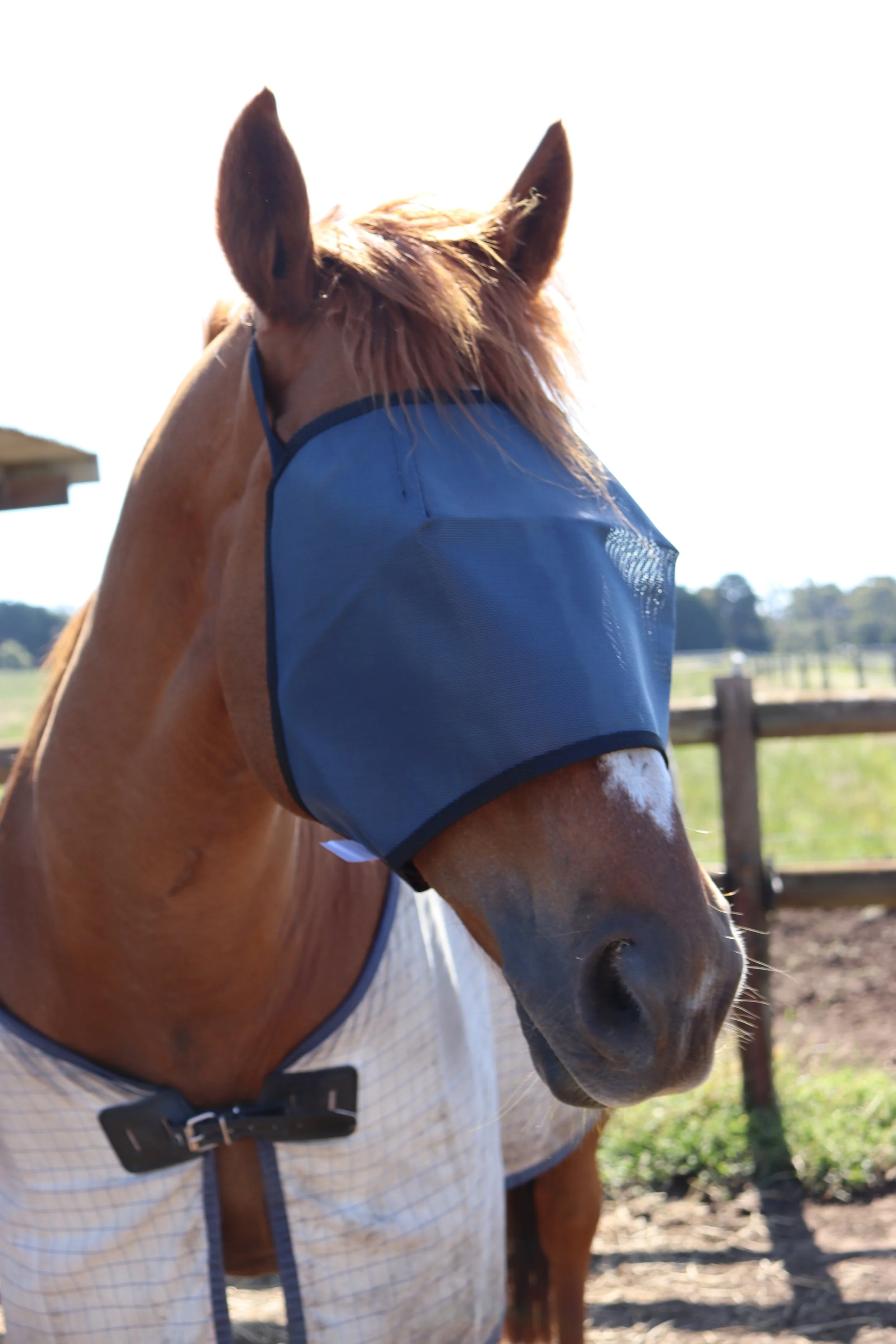 Budget Flyveil — Flyveils by Design