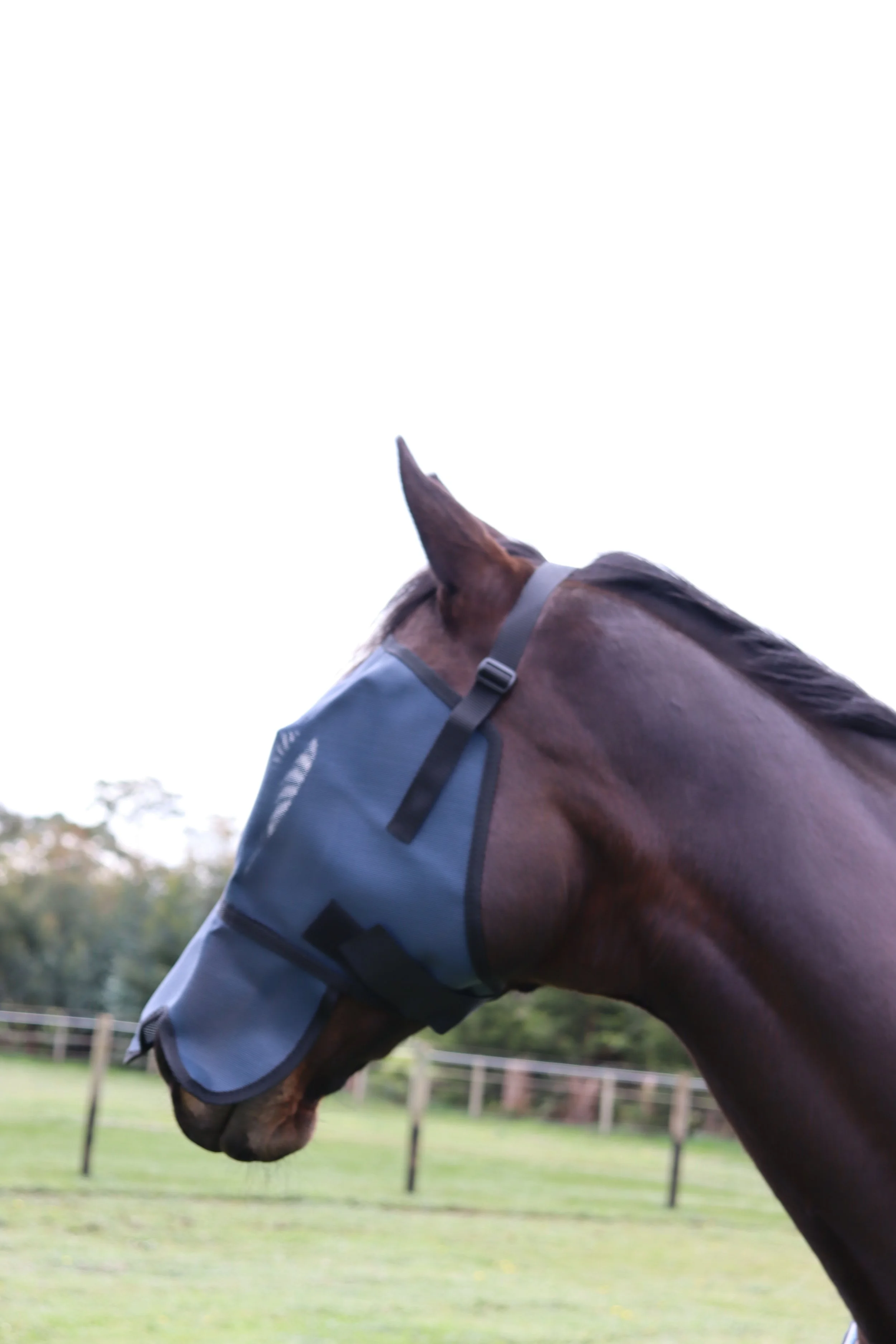 Extended Nose Cover Flyveil — Flyveils by Design