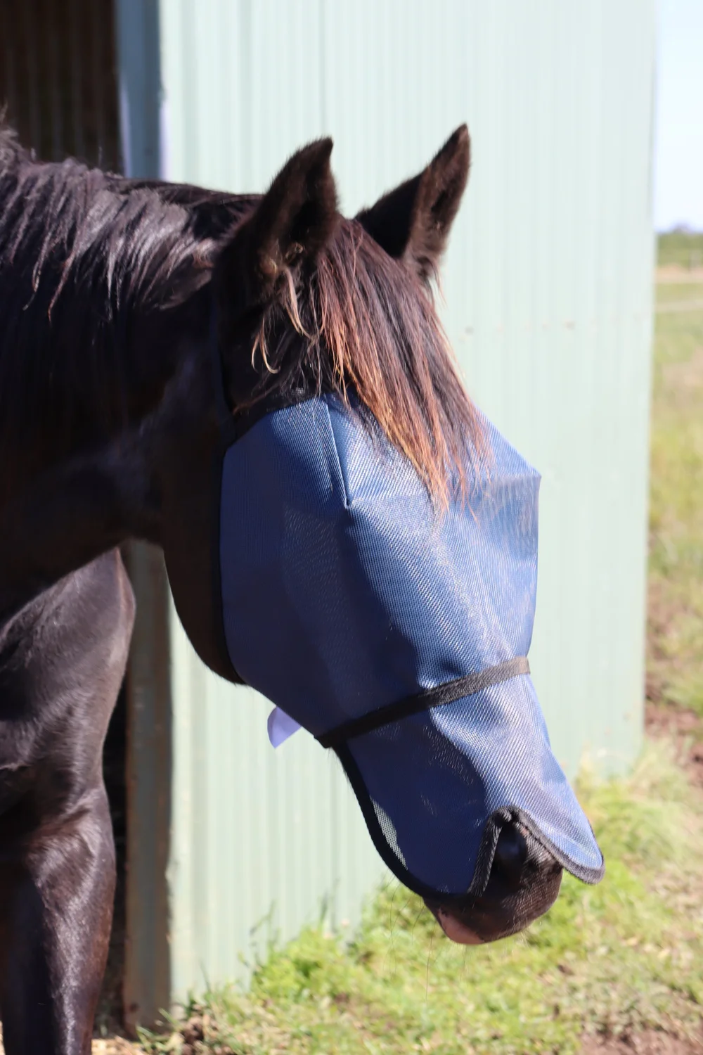 Extended Nose Cover Flyveil — Flyveils by Design