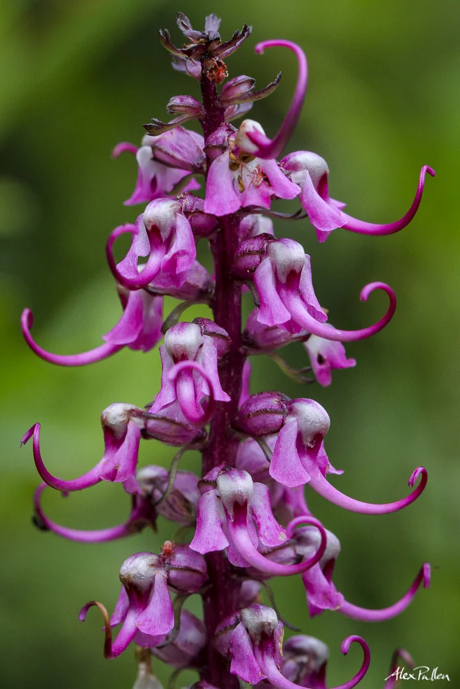 Peggy Lyon Western Colorado Flora Collection — Mountain Studies Institute