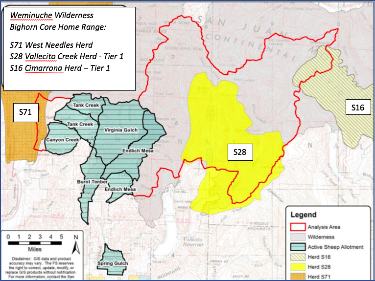 Bighorn Sheep Monitoring — Mountain Studies Institute