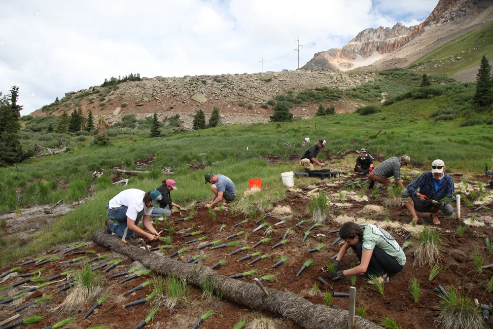Fen Restoration — Mountain Studies Institute
