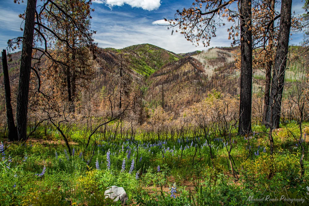 Forest & Fire Learning Series — Mountain Studies Institute