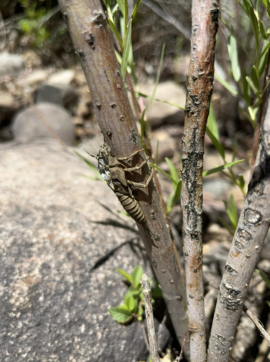 Salmonfly Monitoring — Mountain Studies Institute