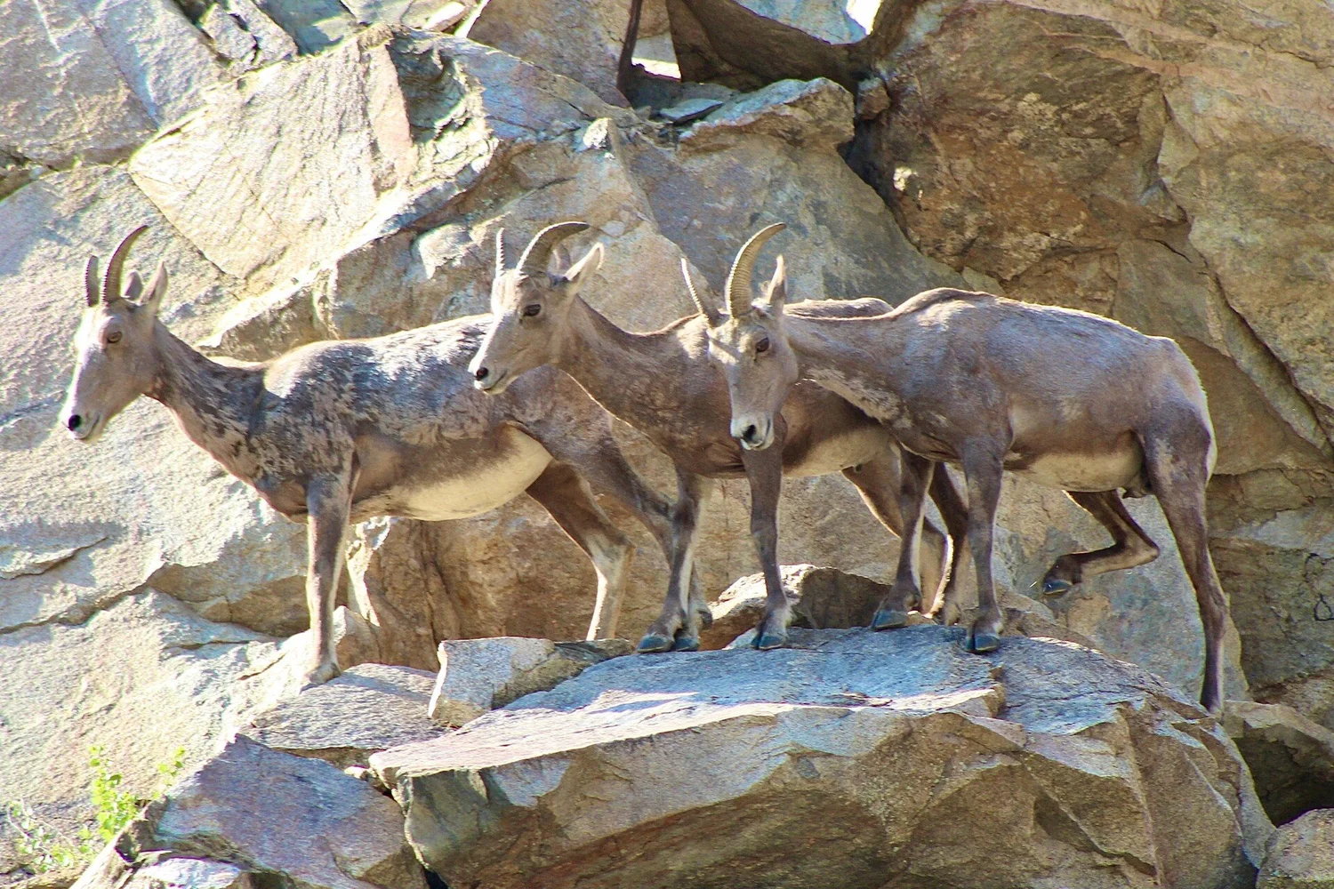 Bighorn Sheep Monitoring — Mountain Studies Institute