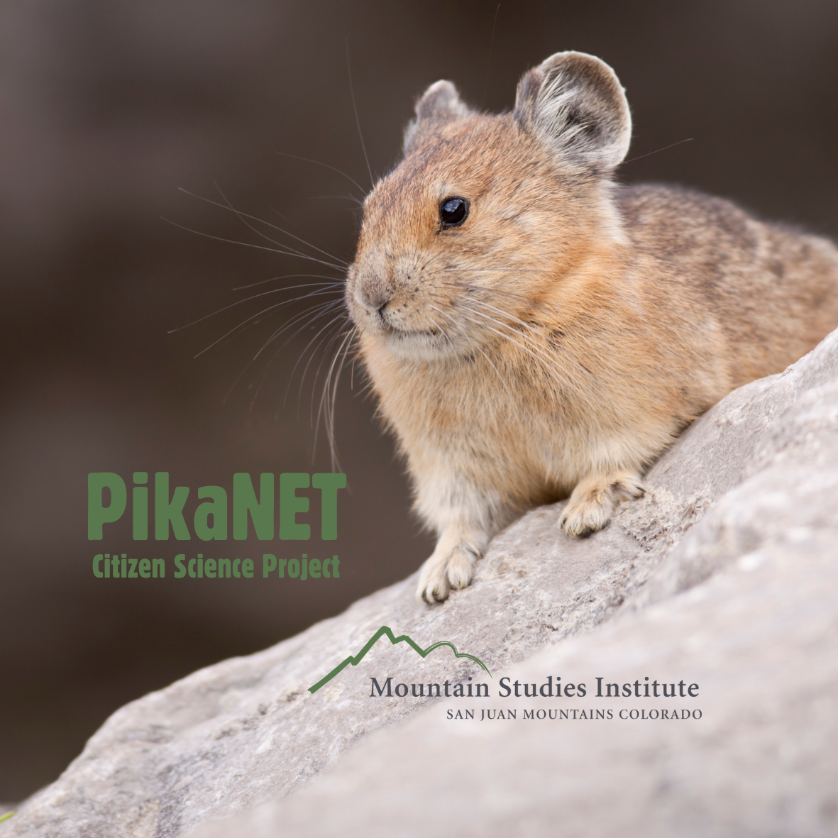PikaNet — Mountain Studies Institute