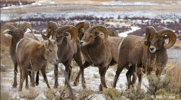 Bighorn Sheep Monitoring — Mountain Studies Institute