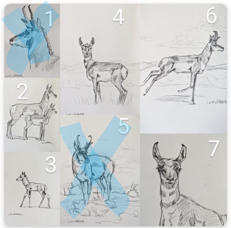 Pronghorn Antelope Drawing