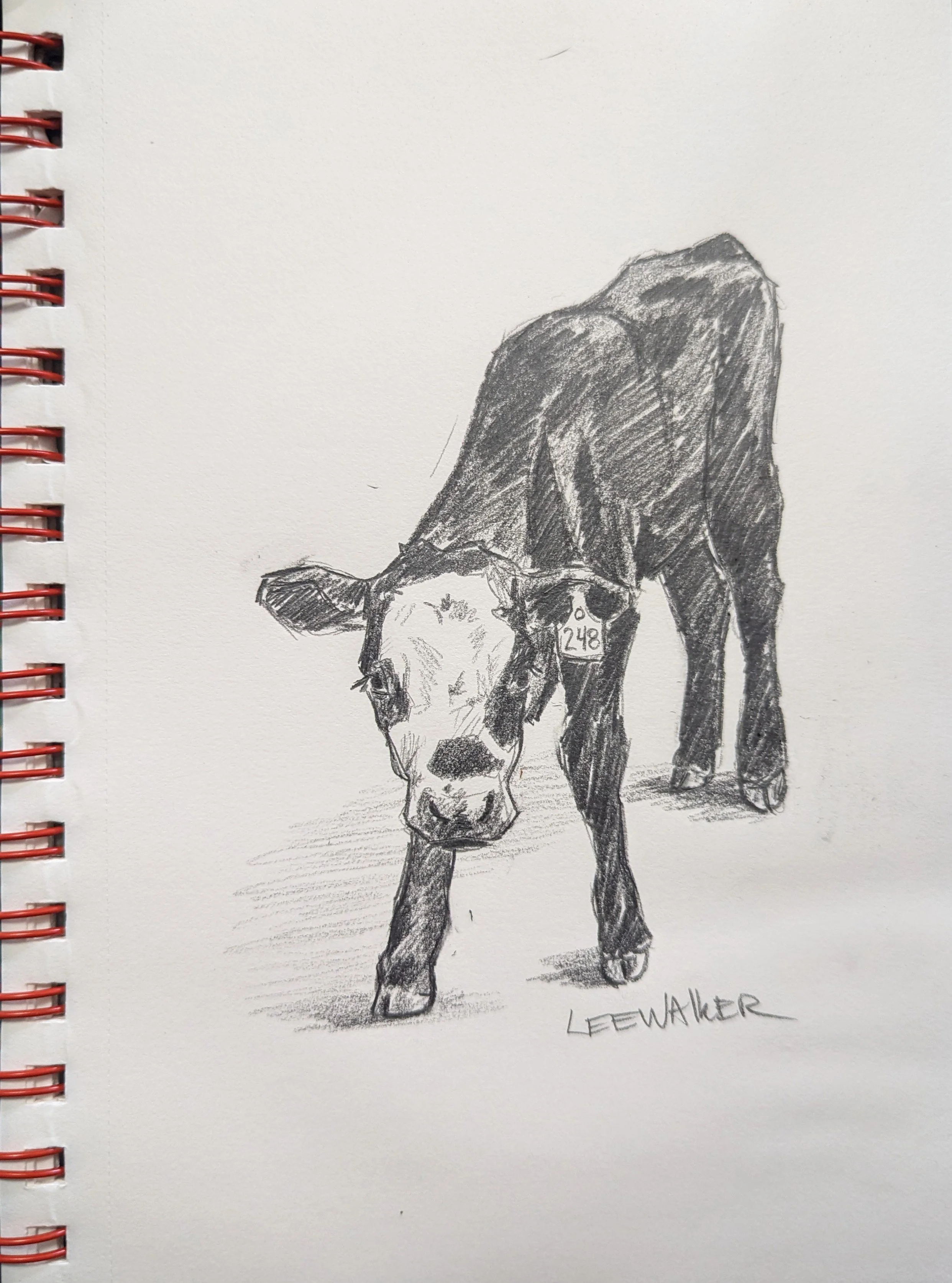 Calf Drawing