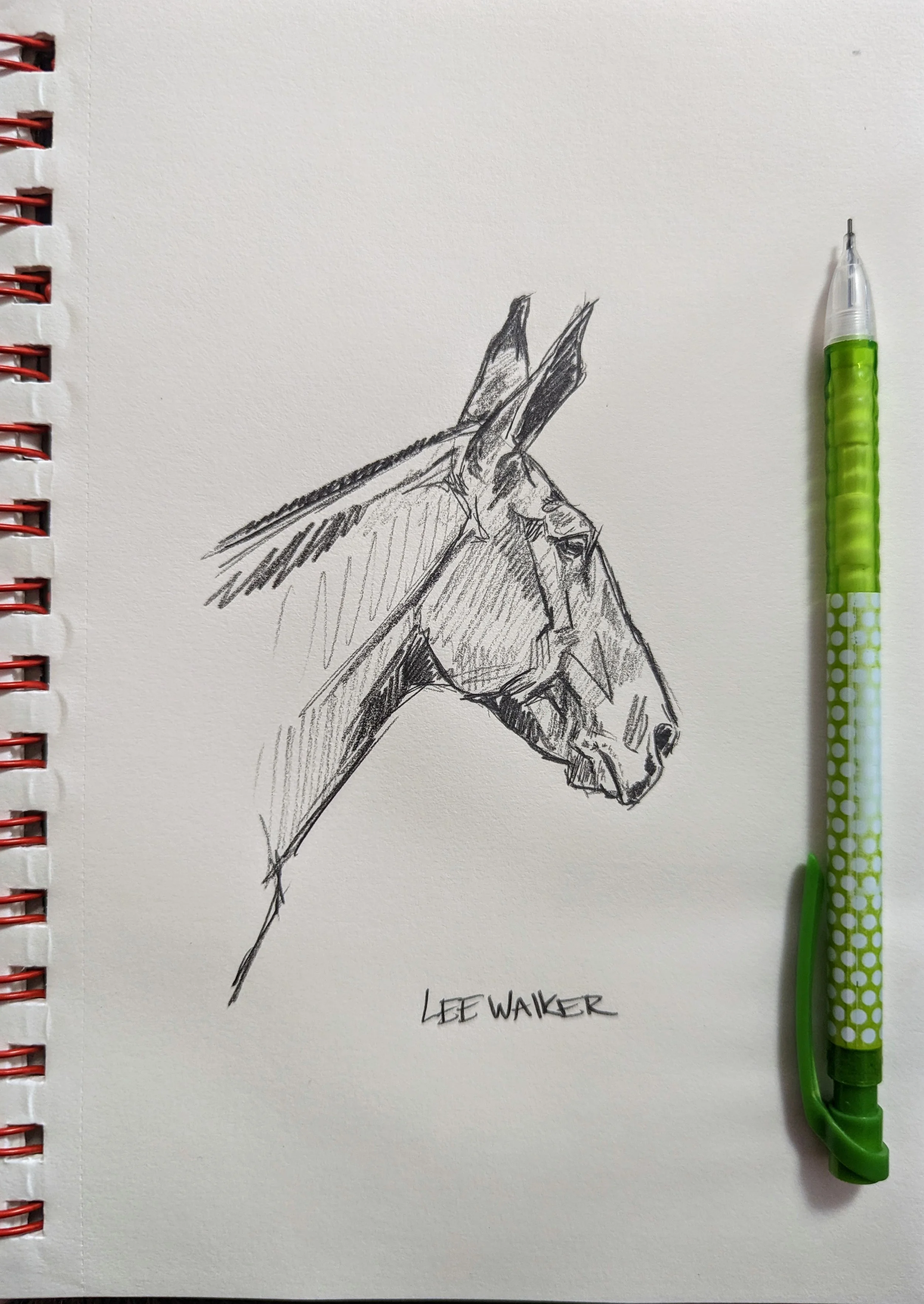Mule Drawing
