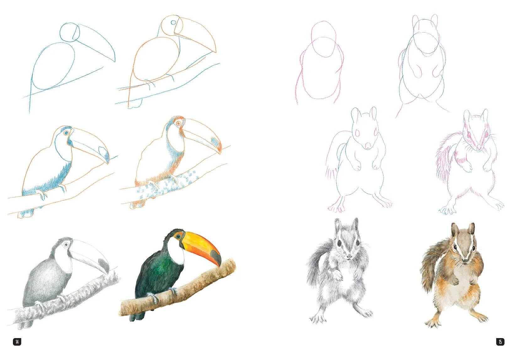 How To Draw Real Animals Step By Step